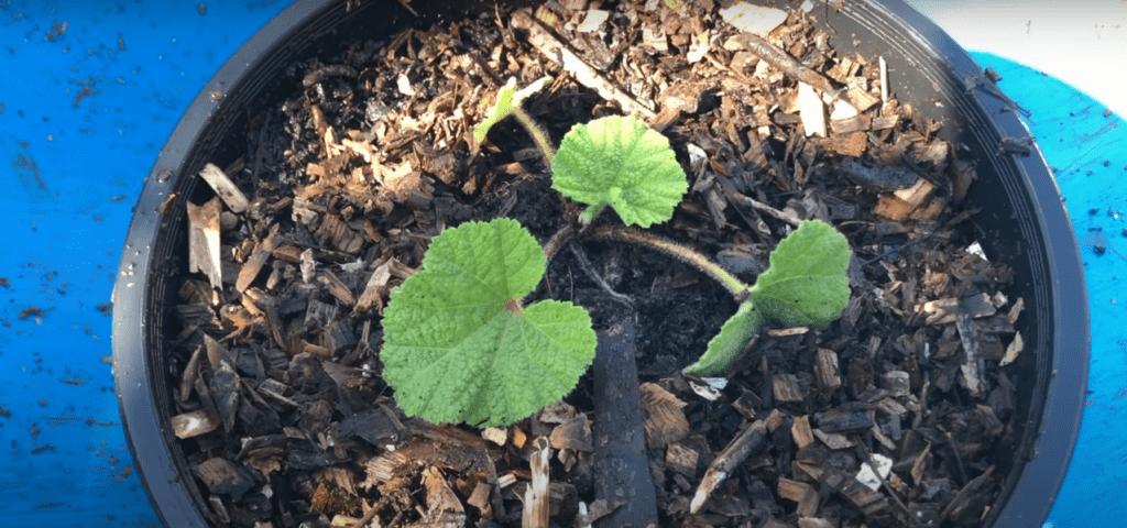 How To Plant Hollyhock Seeds # 1 Best Step By Step Guide