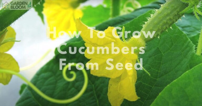 How To Grow Cucumbers From Seed - homegardenbloom.com