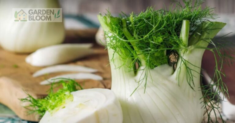 How To Grow Fennel - homegardenbloom.com